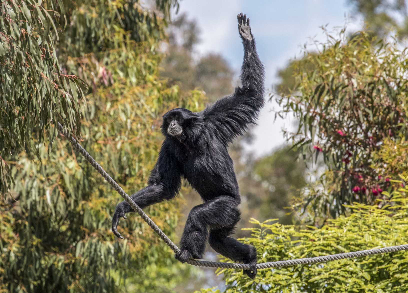 Orana Wildlife Fun Run - Active QT